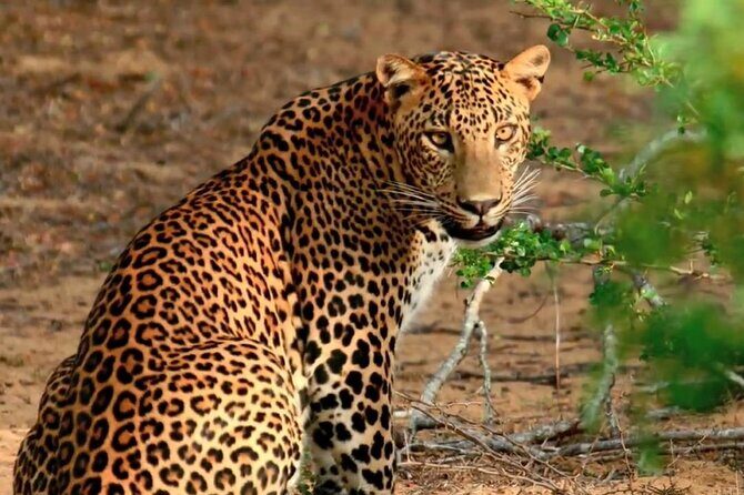 Wilpattu Wild Safari Day Trip - Private & All Inclusive - Key Points