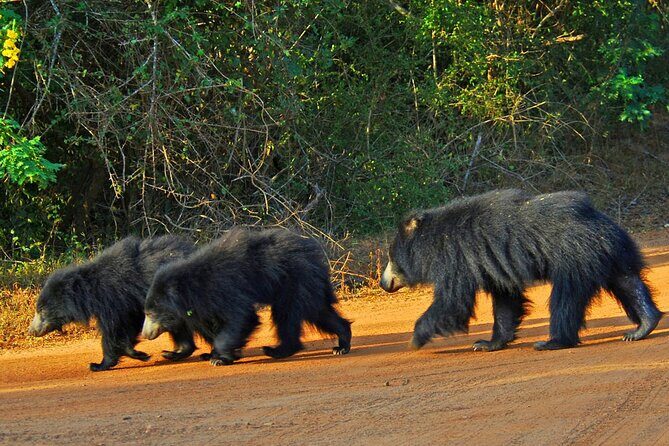 Wilpattu Wild Safari Day Trip - Private & All Inclusive - What to Expect from the Wilpattu Safari Experience