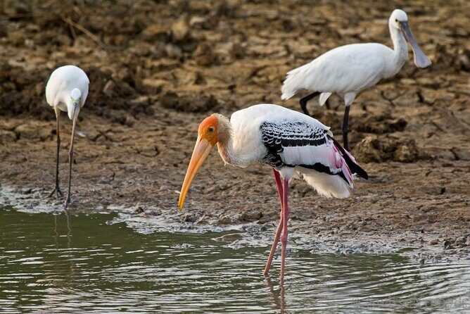 Wilpattu Wild Safari Day Trip - Private & All Inclusive - The Sum Up: Is It Worth It?
