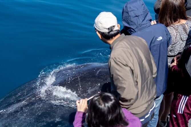 Wilsons Prom Whale Cruise - Frequently Asked Questions