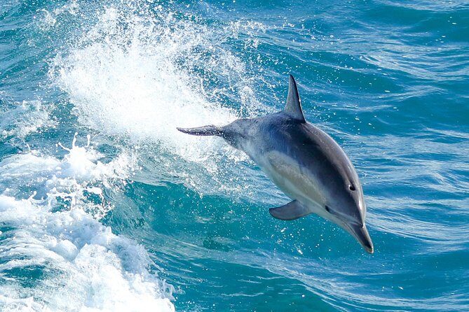 Wilsons Promontory Full Day Cruise - FAQs
