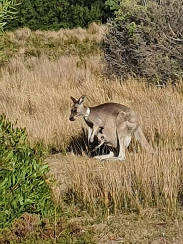 Wilsons Promontory National Park Day Trip - Value and Practicalities