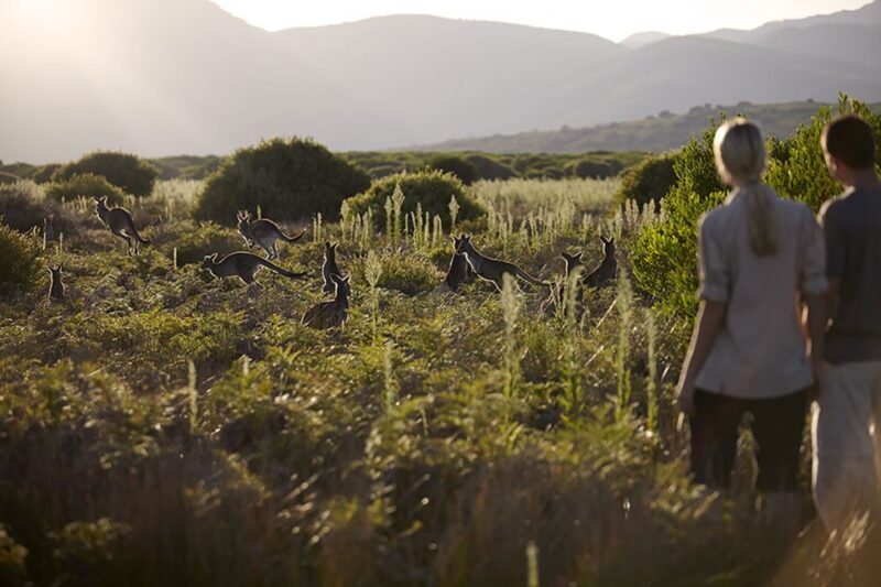 Wilsons Promontory National Park Full-Day Eco Tour - An In-Depth Look at the Wilsons Promontory Eco Tour
