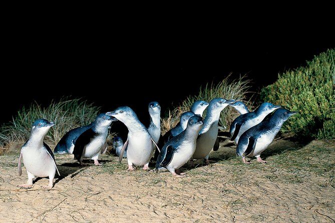Wilson's Promontory & Phillip Island - 'Prom & Penguins' Tour - Who Is This Tour Best For?