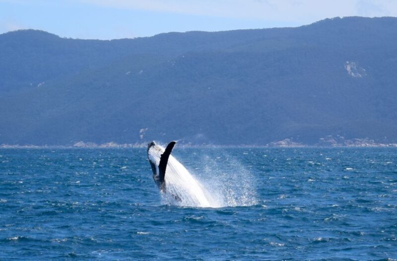 Wilsons Promontory: Whale Spotting Cruise with Lunch - Key Points