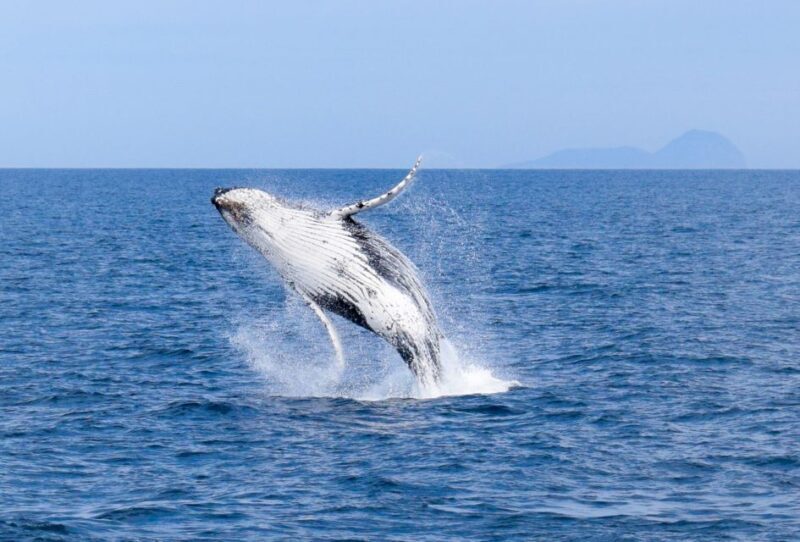 Wilsons Promontory: Whale Spotting Cruise with Lunch - Final Thoughts