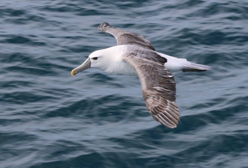 Wilsons Promontory: Whale Spotting Cruise with Lunch - FAQ