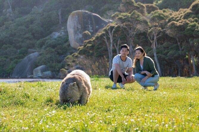 Wilsons Promontory Wilderness Day Tour - Wildlife Walk at Old Prom Airfield