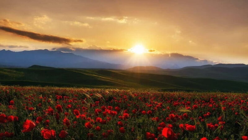 Windows Desktop Theme - Poppy Fields from Tashkent - Key Points