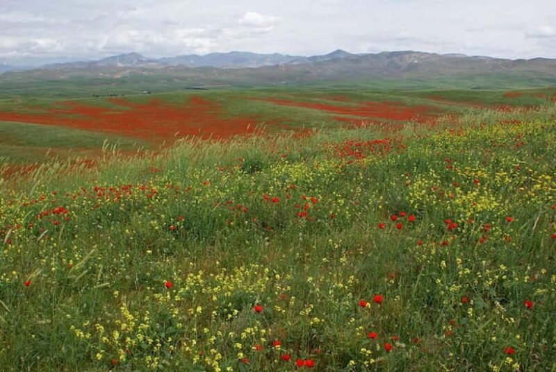 Windows Desktop Theme - Poppy Fields from Tashkent - FAQs