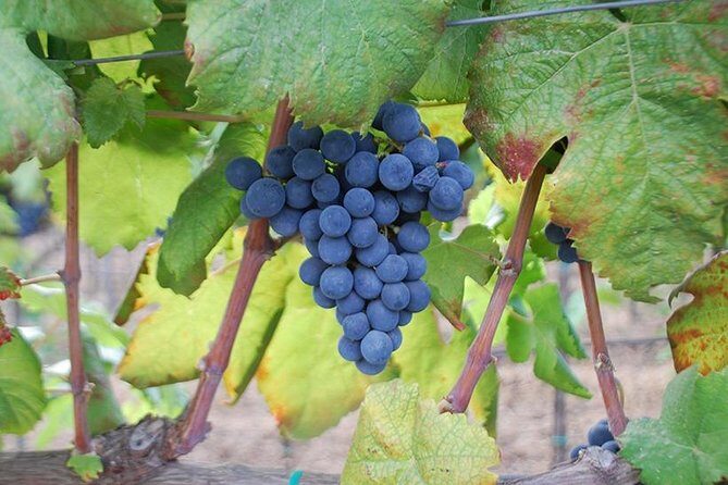 Wine and food tasting - Key Points
