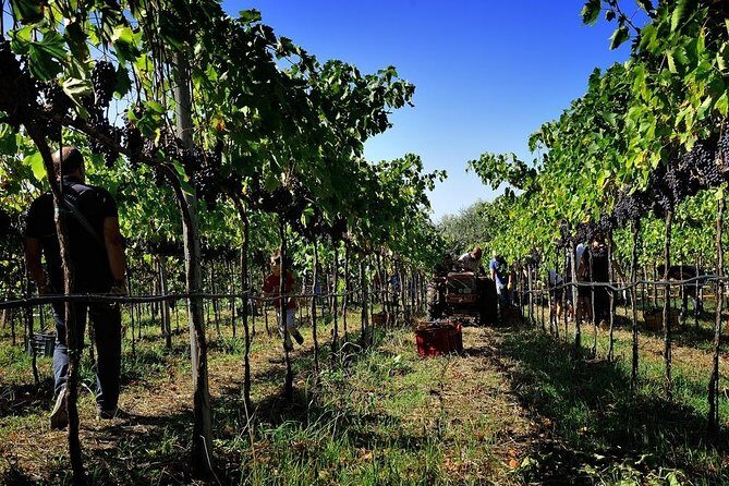 Wine and food tasting - The Taste Experience: More Than Just Wine