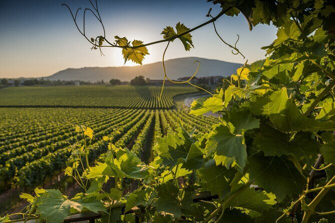 Wine and food tasting - Value and Practical Tips