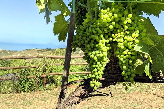 Wine and food tasting - Authenticity and the Hosts