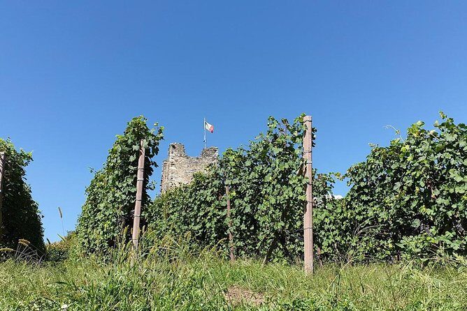 Wine and Food tasting PRIVATE Guided Tour - An Elegant Day Touring Lake Como’s Hidden Wineries and Cultural Gems