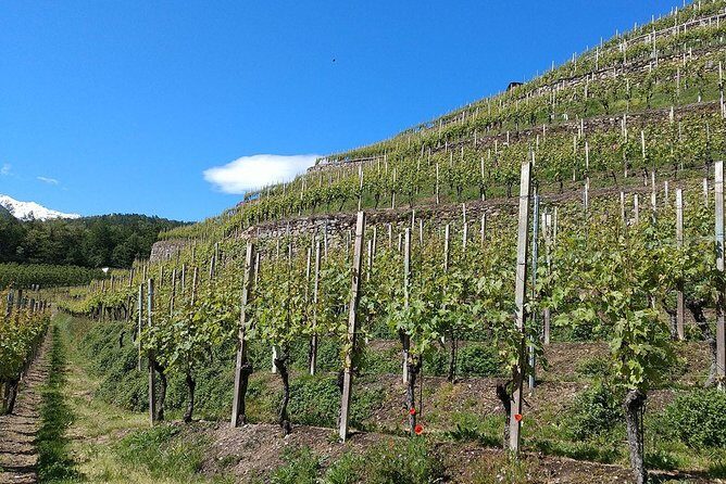 Wine and Food tasting PRIVATE Guided Tour - FAQs