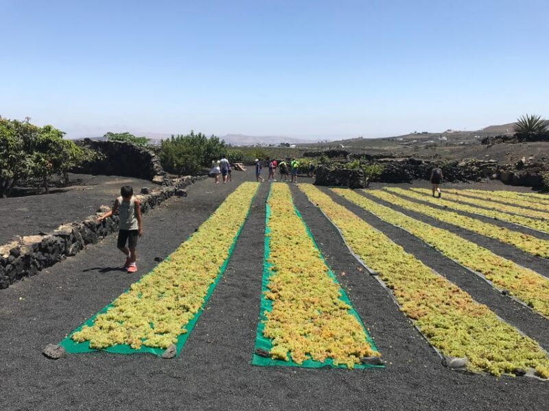 Wine and volcan private tour - Key Points