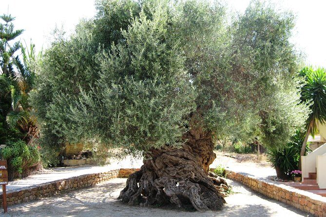 Wine, Beer, Olive Oil Tasting Private Tour (price per group of 6) - Introduction