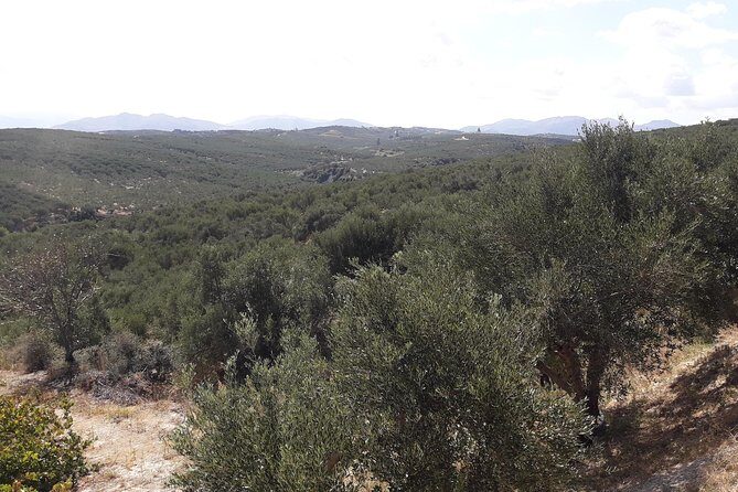 Wine, Beer, Olive Oil Tasting Private Tour (price per group of 6) - Key Points
