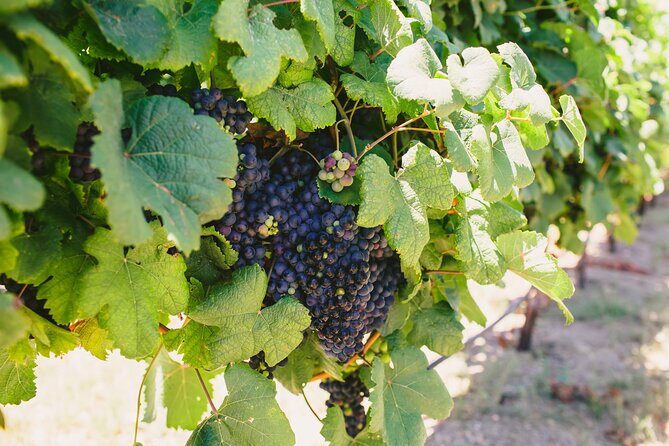 Wine, Brew and Spirits Tasting with lunch included - Why This Tour Offers Great Value