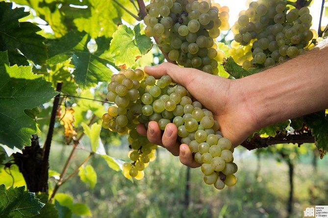 Wine Class and Tasting in Milan - Small Group - The Itinerary in Detail