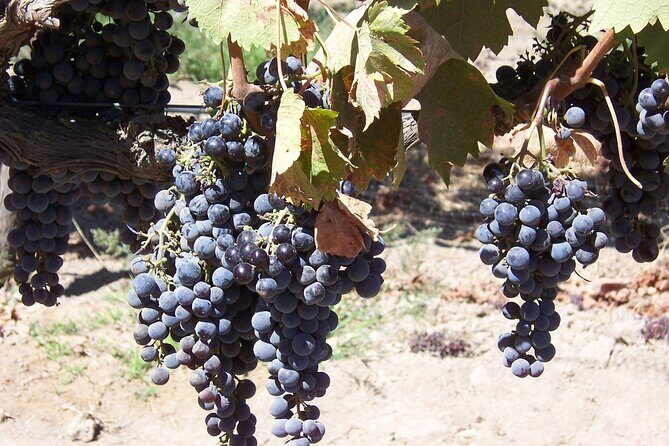Wine Country Van Tour in Santa Ynez Valley - What the Tour Covers: A Detailed Breakdown