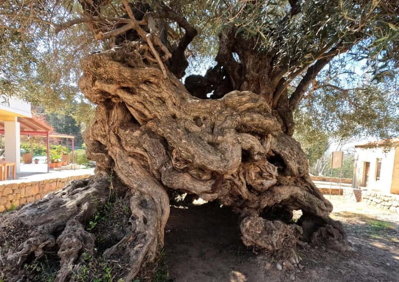 Wine, Dine & Divine: A Cretan Odyssey in Chania - An In-Depth Look at the Tour Experience