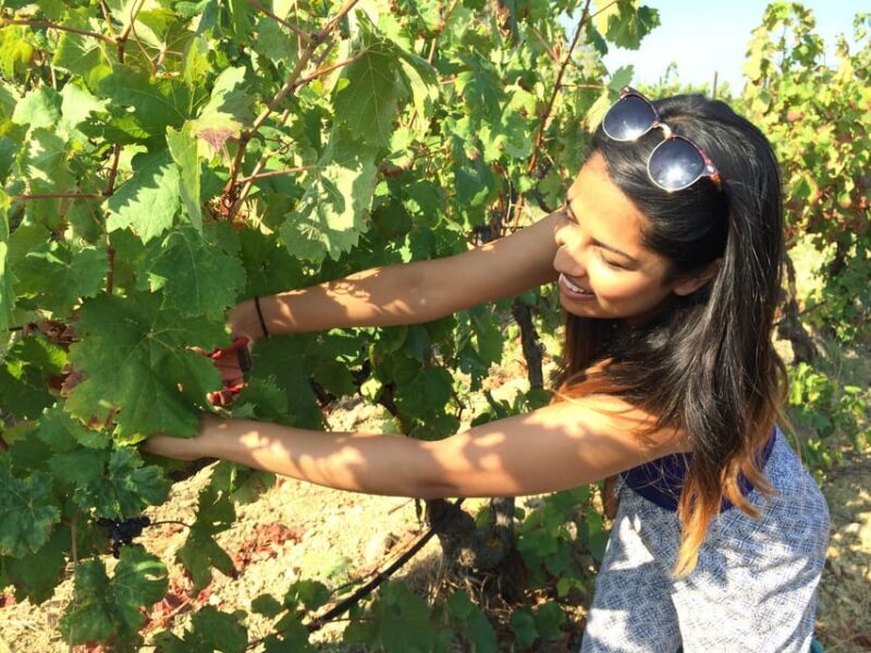 Wine Experience around Cagliari - Who Should Consider This Tour?