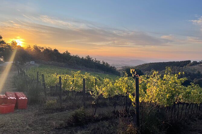 Wine Experience at Torre Bisenzio Winery - Key Points