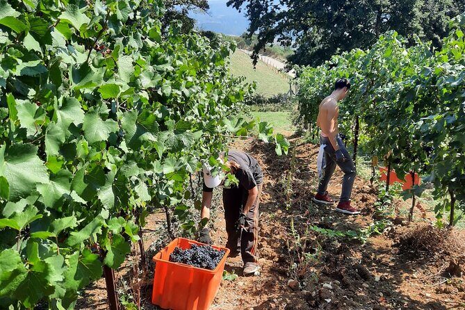 Wine Experience at Torre Bisenzio Winery - Who Will Love This Experience?