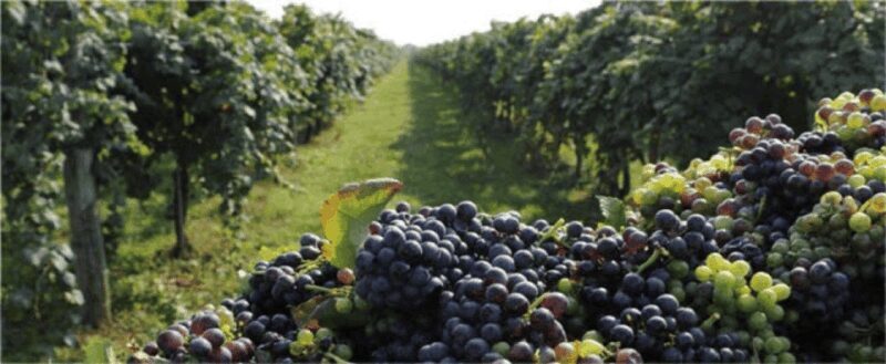 Wine Experience Colli Bolognesi - Afternoon tour - Key Points