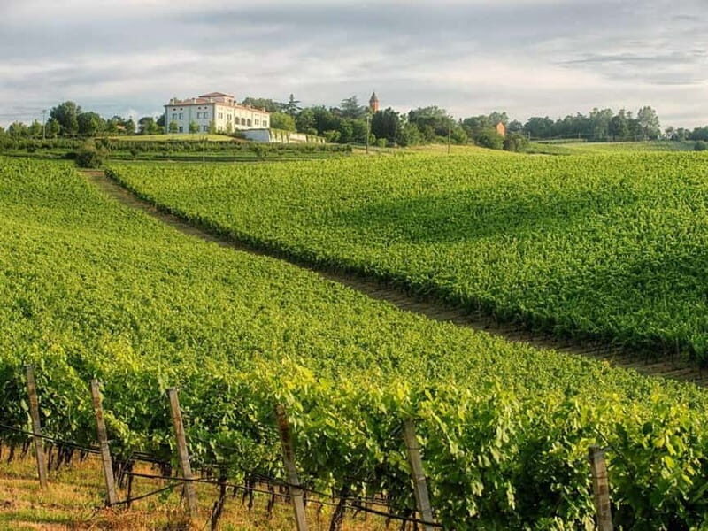 WINE EXPERIENCE & DOZZA - Private Day Tour from Ravenna - An Authentic Journey into Emilia-Romagna’s Vineyards and Villages