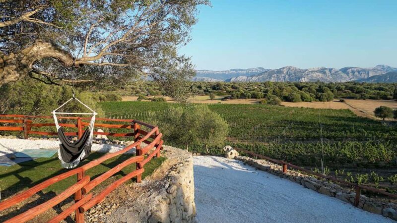 Wine experience in Dorgali in the heart of the Cannonau Classic Zone - Discovering Dorgali’s Wine Heritage