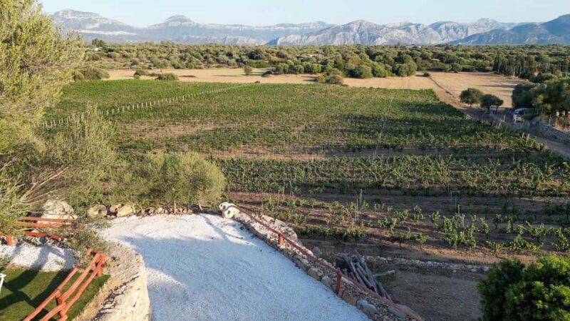 Wine experience in Dorgali in the heart of the Cannonau Classic Zone - The Setting and Atmosphere