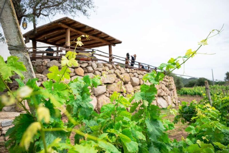 Wine experience in Dorgali in the heart of the Cannonau Classic Zone - The Sum Up