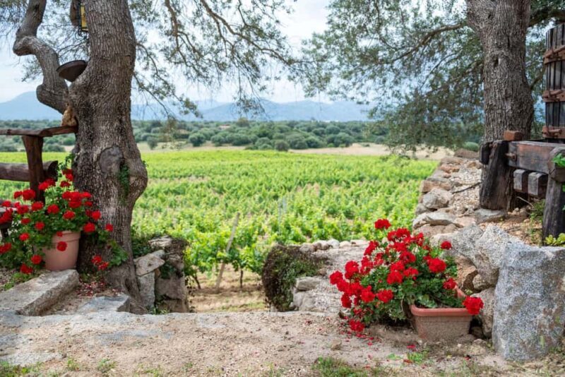 Wine experience in Dorgali in the heart of the Cannonau Classic Zone - FAQ