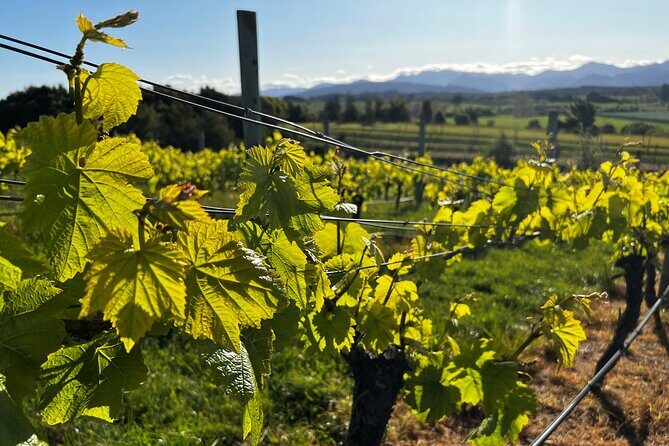 Wine Exposed Nelson Winery Tour - An In-Depth Look at the Tour Itinerary