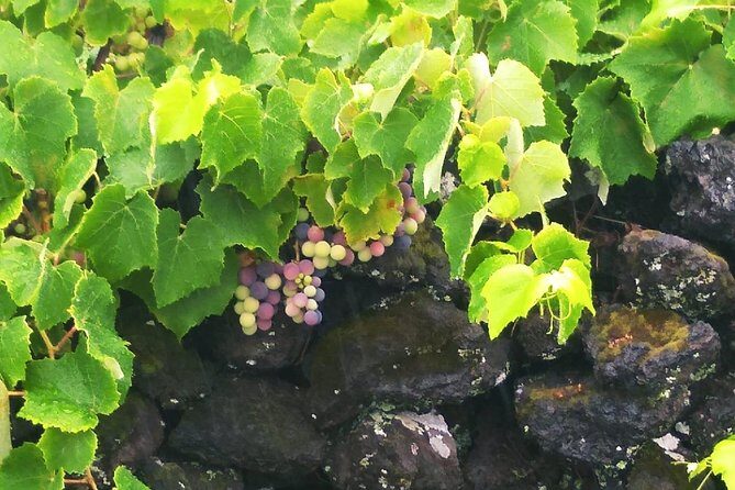 Wine & Food Tour - Frequently Asked Questions