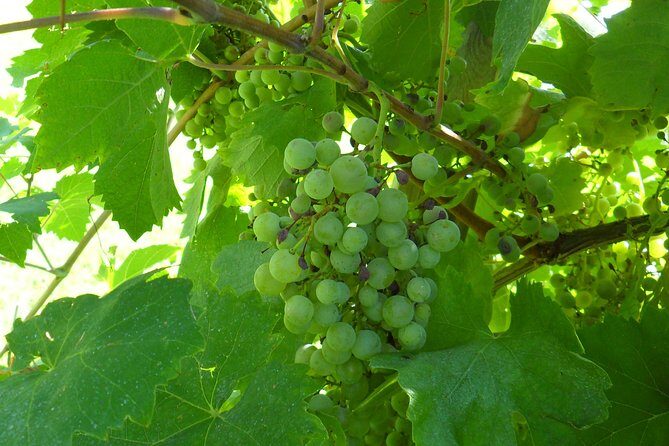 Wine is bottled poetry ,that's why I love Prosecco !! private Tour - Practical Details and Value