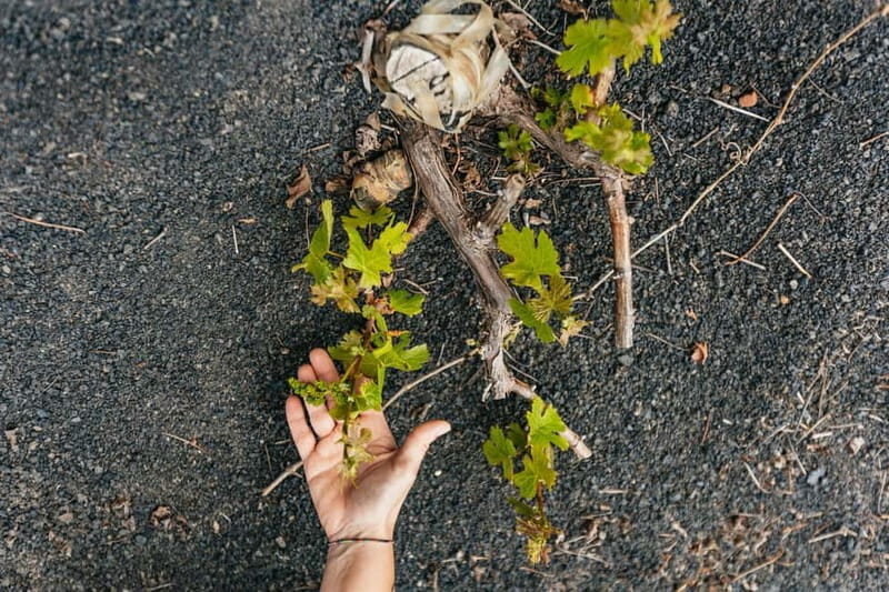 Wine Lovers: Wine Tasting Tour at El Grifo Bodega Lanzarote - Key Points