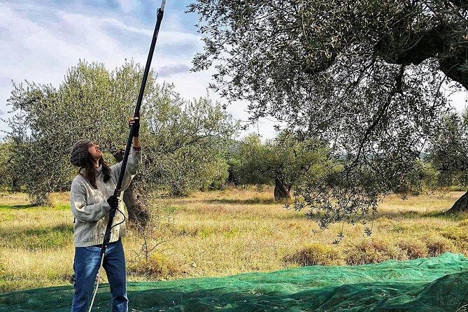 WIne & Olive Oil Tasting in an Organic Farm in Laconia, Greece! - Practical Aspects