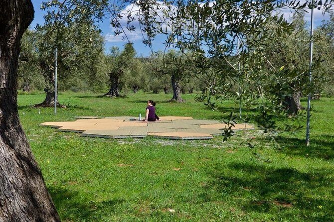 WIne & Olive Oil Tasting in an Organic Farm in Laconia, Greece! - Authentic Engagement and Authenticity