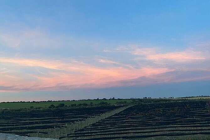 Wine Route !, Vineyards, wine tasting and pairing - The Sum Up: Is It Worth Your Time?