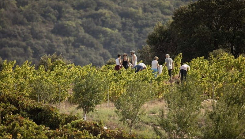 Wine safari - Who Will Love This Tour?