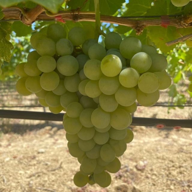 Wine Tasting & Ancient Olive Tree 3 Hours Tour  Private - The Overall Experience: Who Is It For?