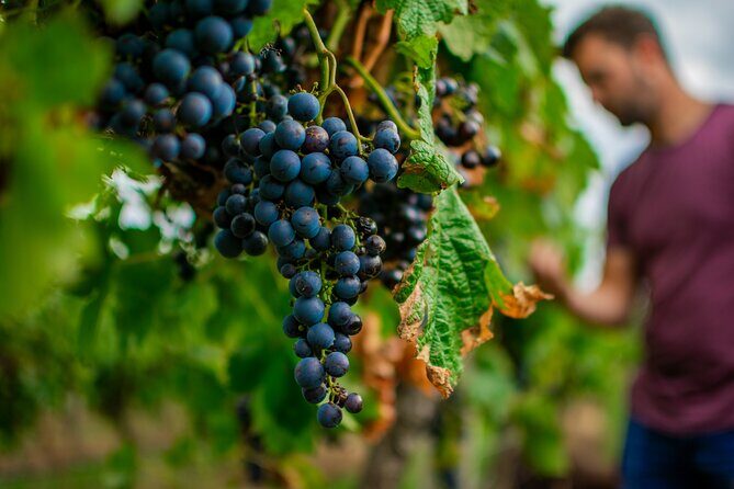 Wine Tasting and a house-made Bellarine Estate Charcuterie platter - Who Should Consider This Experience?
