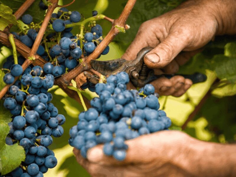 Wine Tasting and Food Pairings in Langhe and near Alba - FAQs