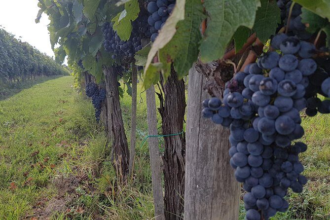 Wine tasting and horseback riding in Montepulciano, in Tuscany from Rome - The Sum Up