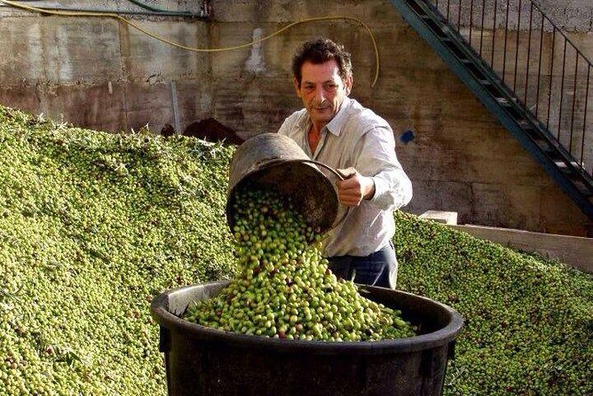Wine tasting and Olive Oil in Tirana Surroundings - A Closer Look at the Itinerary