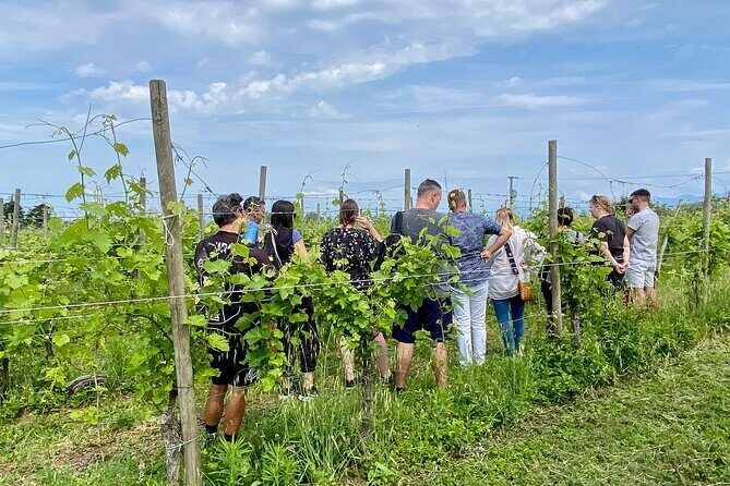 Wine Tasting and Tour of Lugana Wines in Sirmione - An In-Depth Look at the Experience